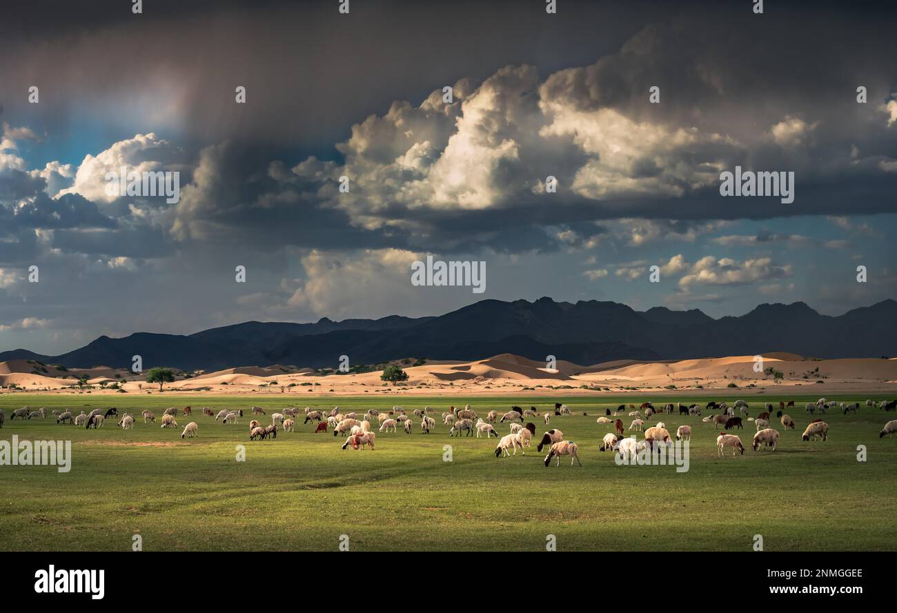 Mongolia steppe hi-res stock photography and images - Alamy
