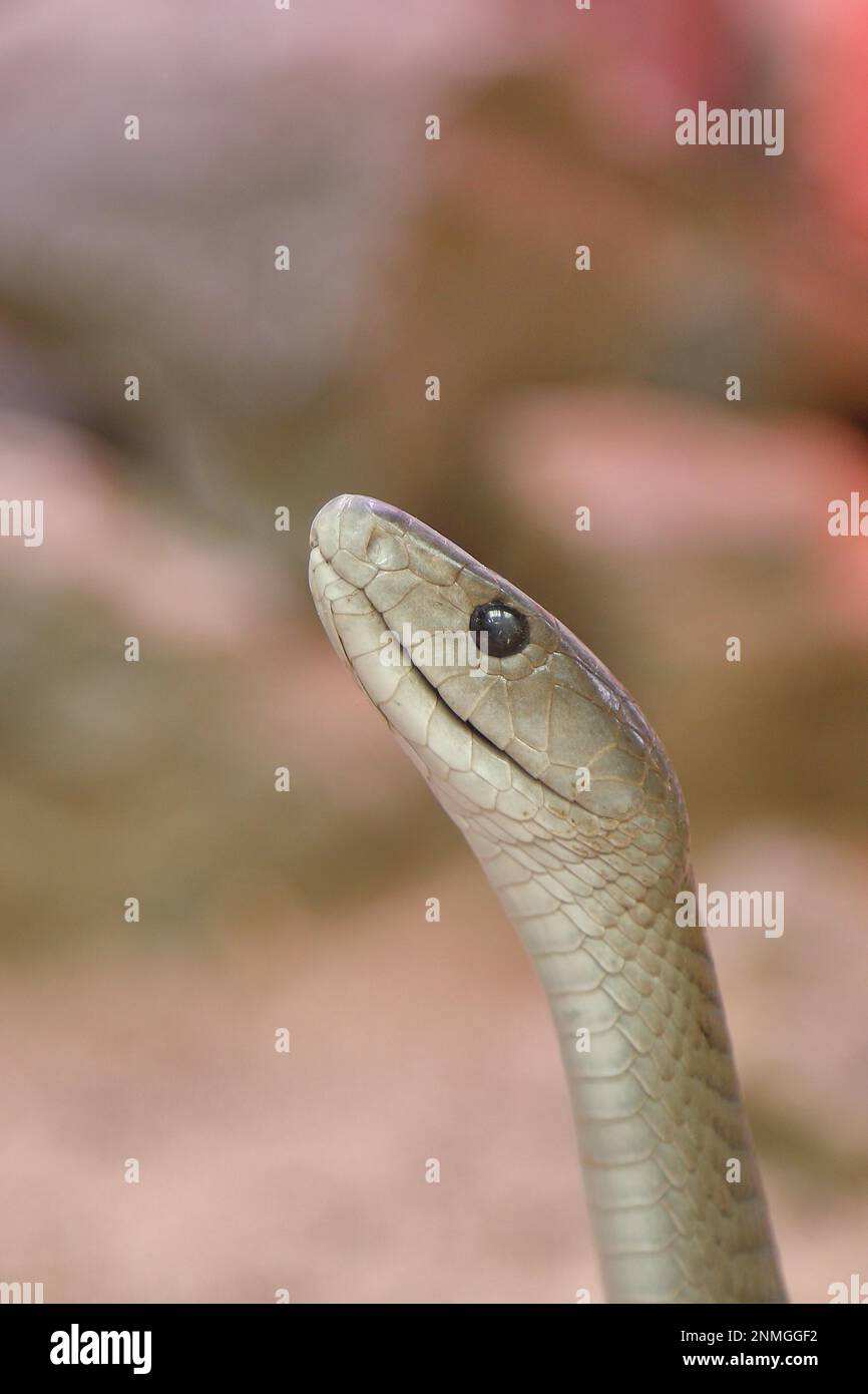 Black mamba (Dendroaspis polylepis), portrait, captive, poisonous snake ...