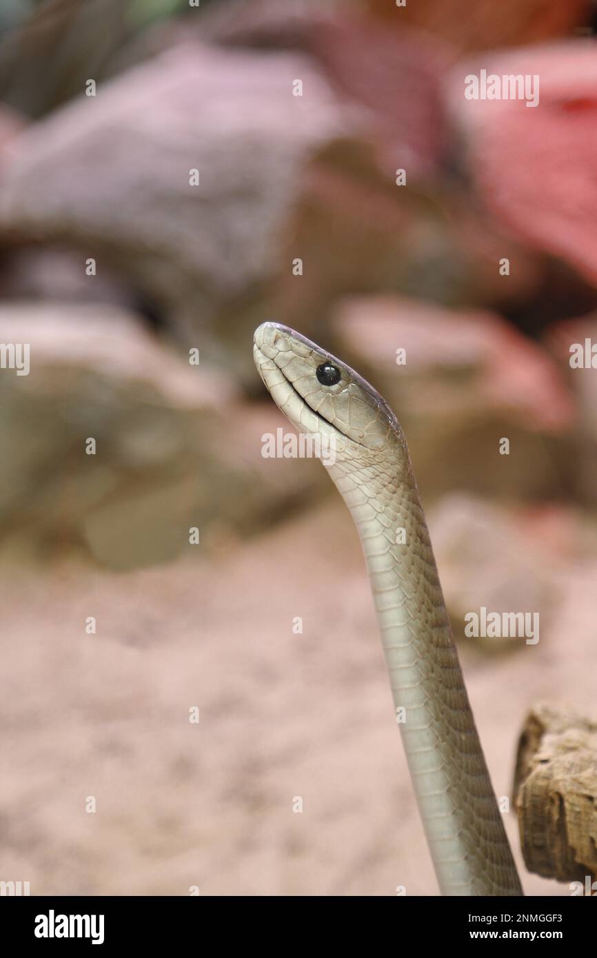 Black mamba (Dendroaspis polylepis), portrait, captive, poisonous snake ...