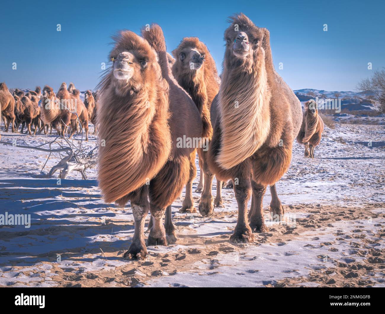 Bulgan camels hi-res stock photography and images - Alamy