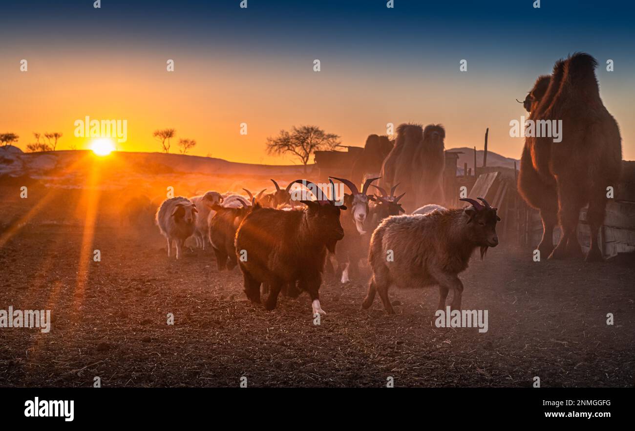 Sunset time in the nomadic family. Bulgan Province, Mongolia Stock ...