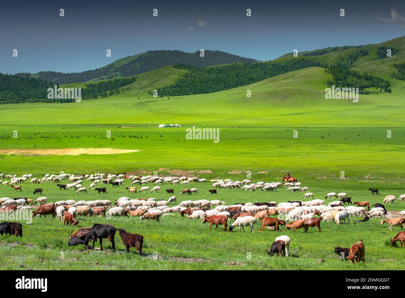 Summer life of the nomads. Bulgan Province, Mongolia Stock Photo - Alamy