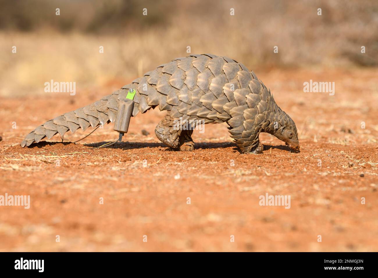 Ground pangolin (Smutsia temminckii), Okonjima Nature Reserve, near ...