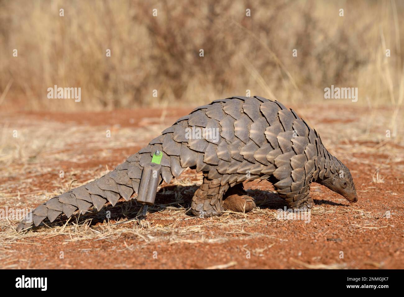 Ground pangolin (Smutsia temminckii), Okonjima Nature Reserve, near Otjiwarongo, Otjozondjupa ...