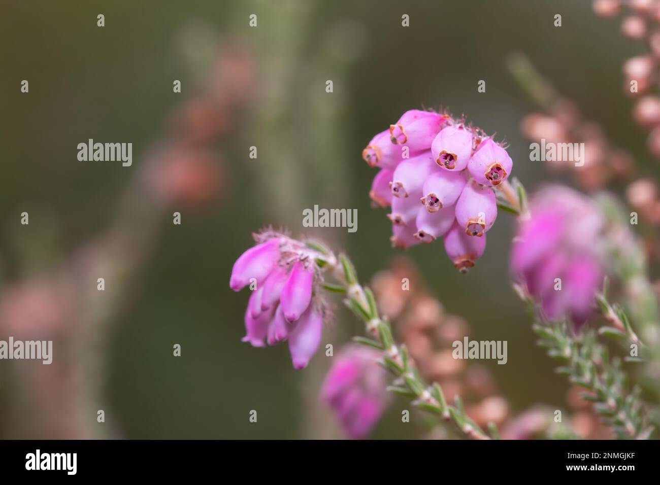Cross-leaved heath (Erica tetralix), flower from below, Diepholzer Moor ...