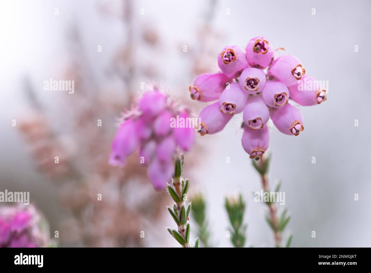 Cross-leaved heath (Erica tetralix), close-up flower from below ...