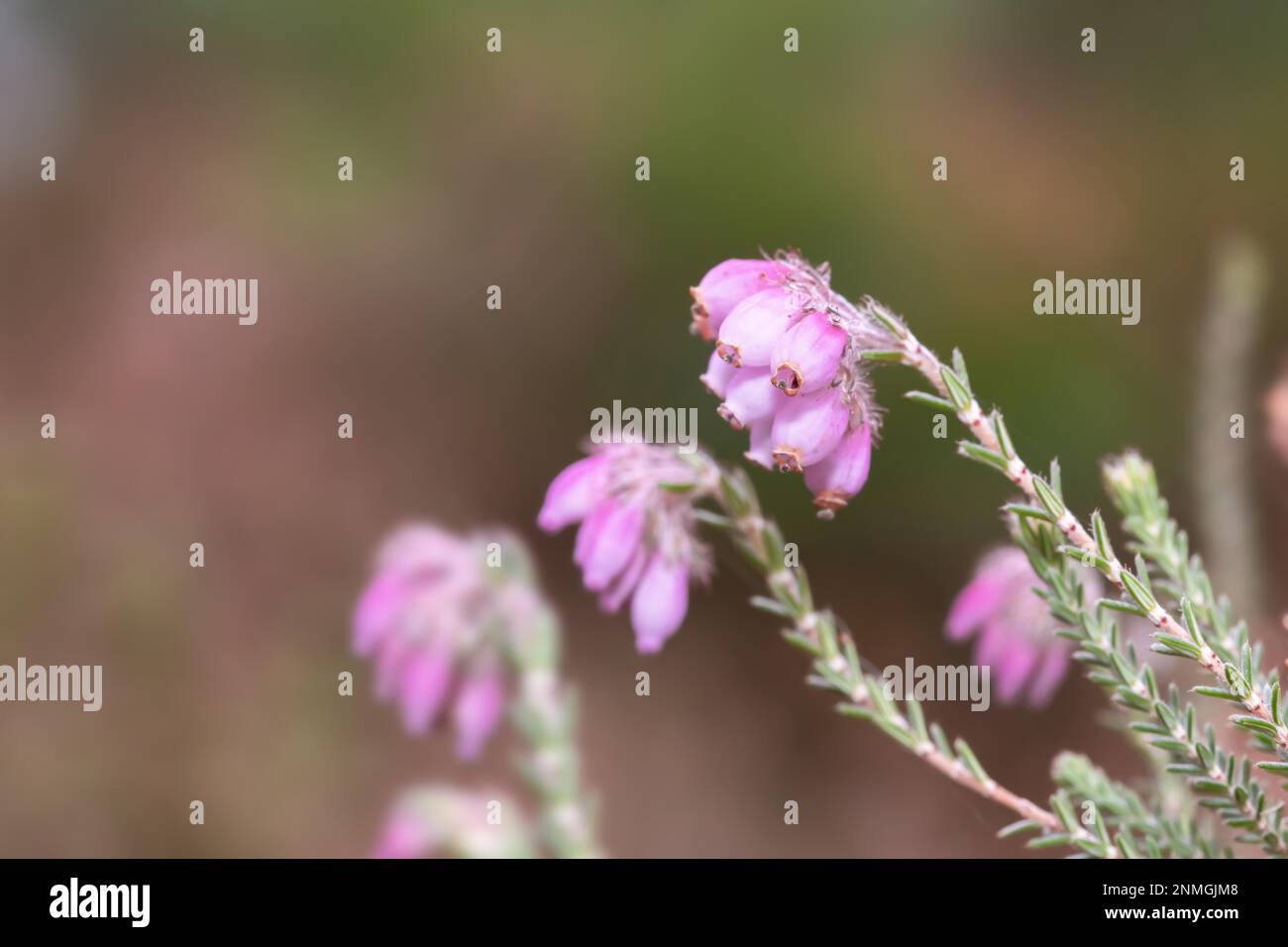 Cross-leaved heath (Erica tetralix), flower from the side, Diepholzer ...