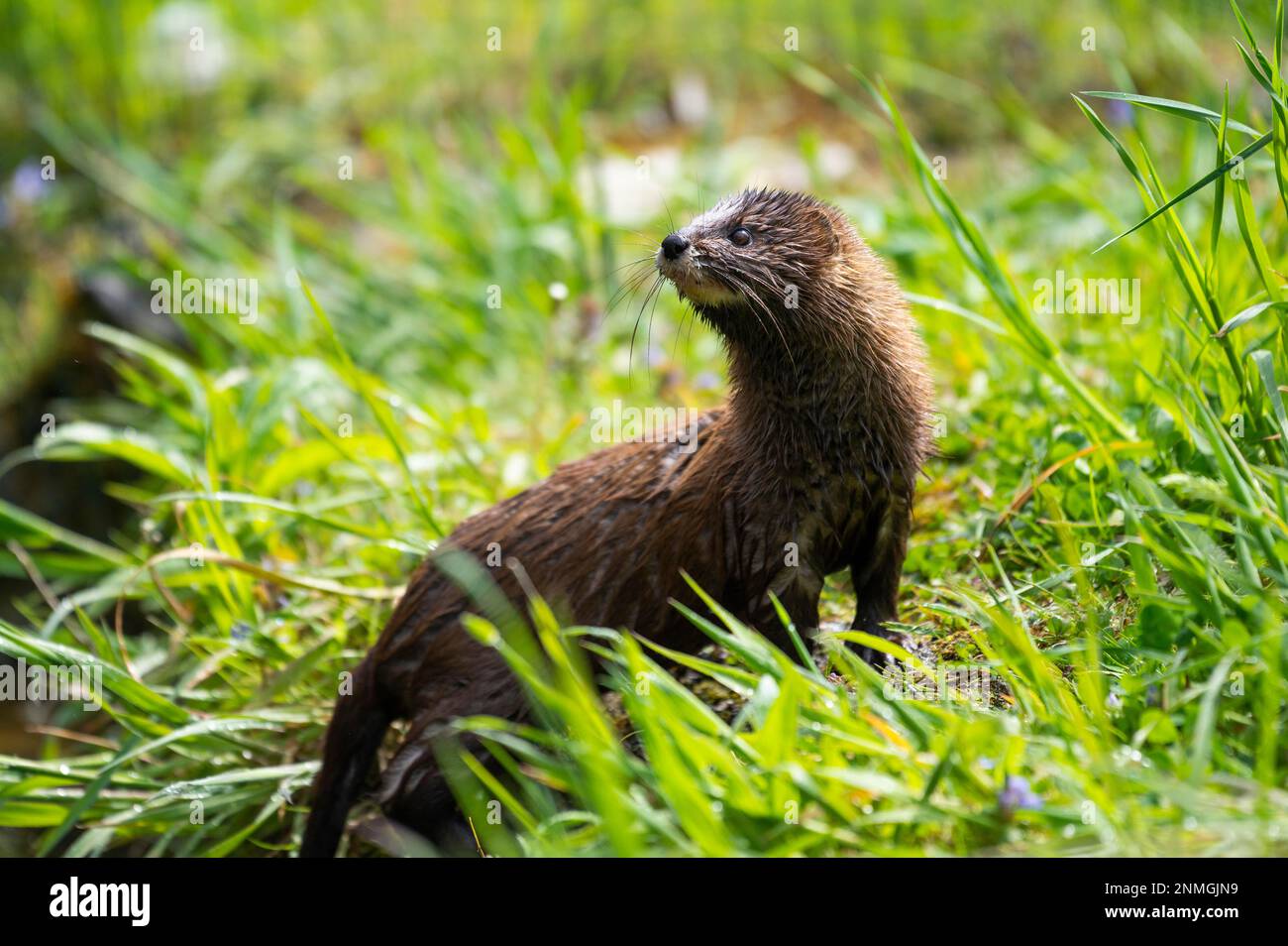 European mink (Mustela lutreola), captive, Germany Stock Photo - Alamy European mink (Mustela lutreola), captive, Germany Stock Photo - Alamy