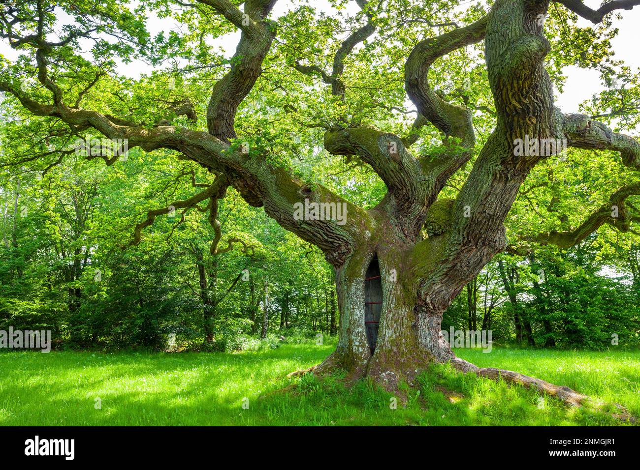 Thousand-year-old English oak (Quercus robur), Oberthulba, Rhoen ...