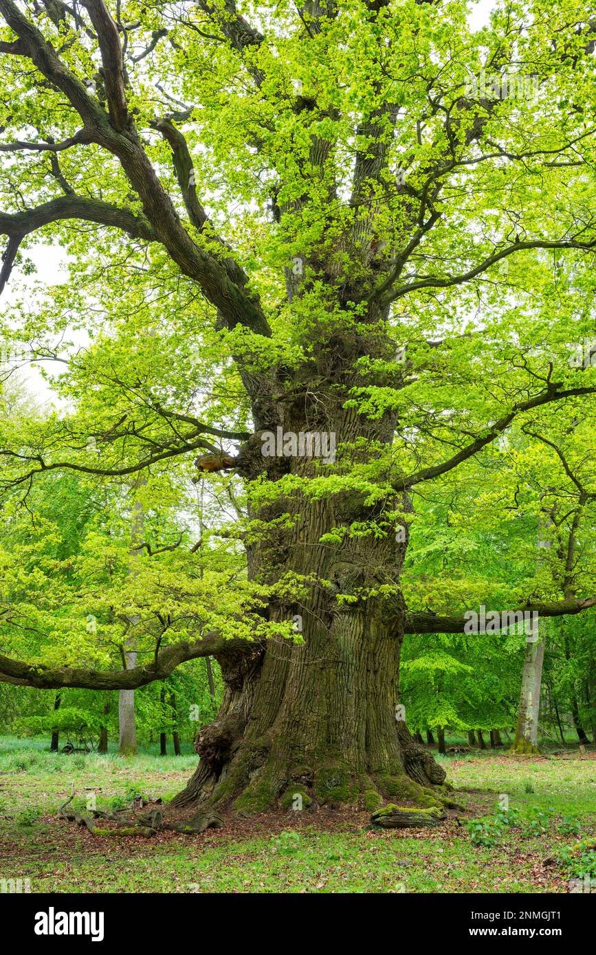 Ancient English oak (Quercus robur), thousand years old, natural ...