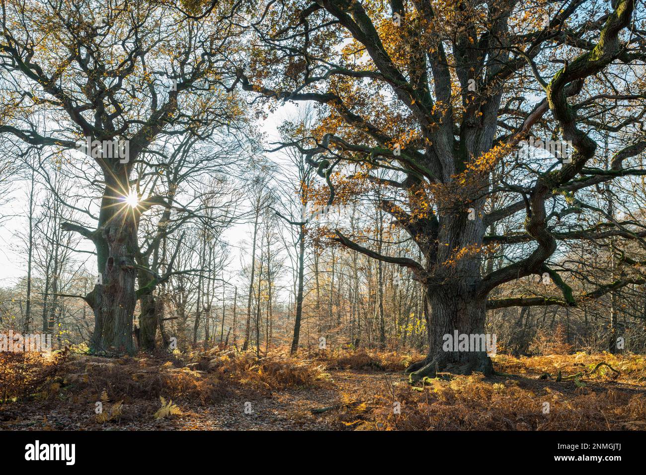 Old english oaks (Quercus robur), hute oaks, in autumn, backlit with ...
