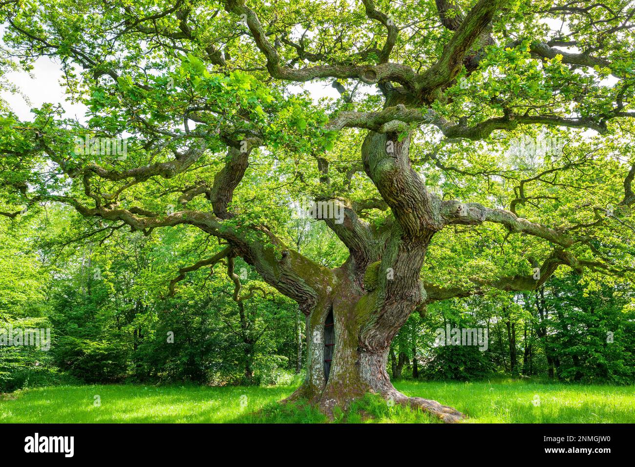 Thousand-year-old English oak (Quercus robur), Oberthulba, Rhoen ...