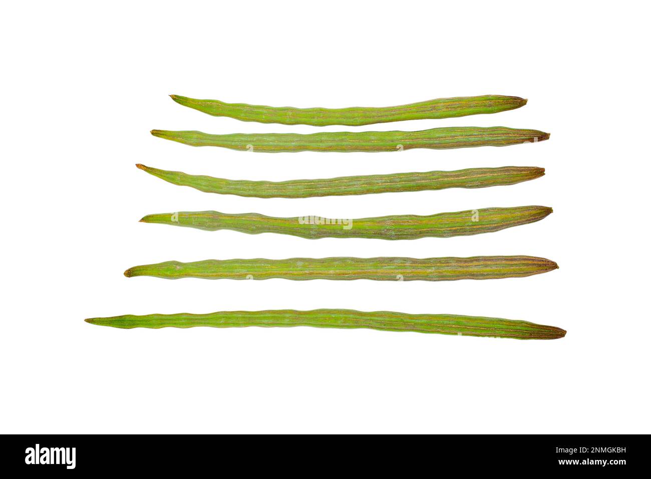 Moringa, also called horseradish tree or drumstick tree (Moringa ...