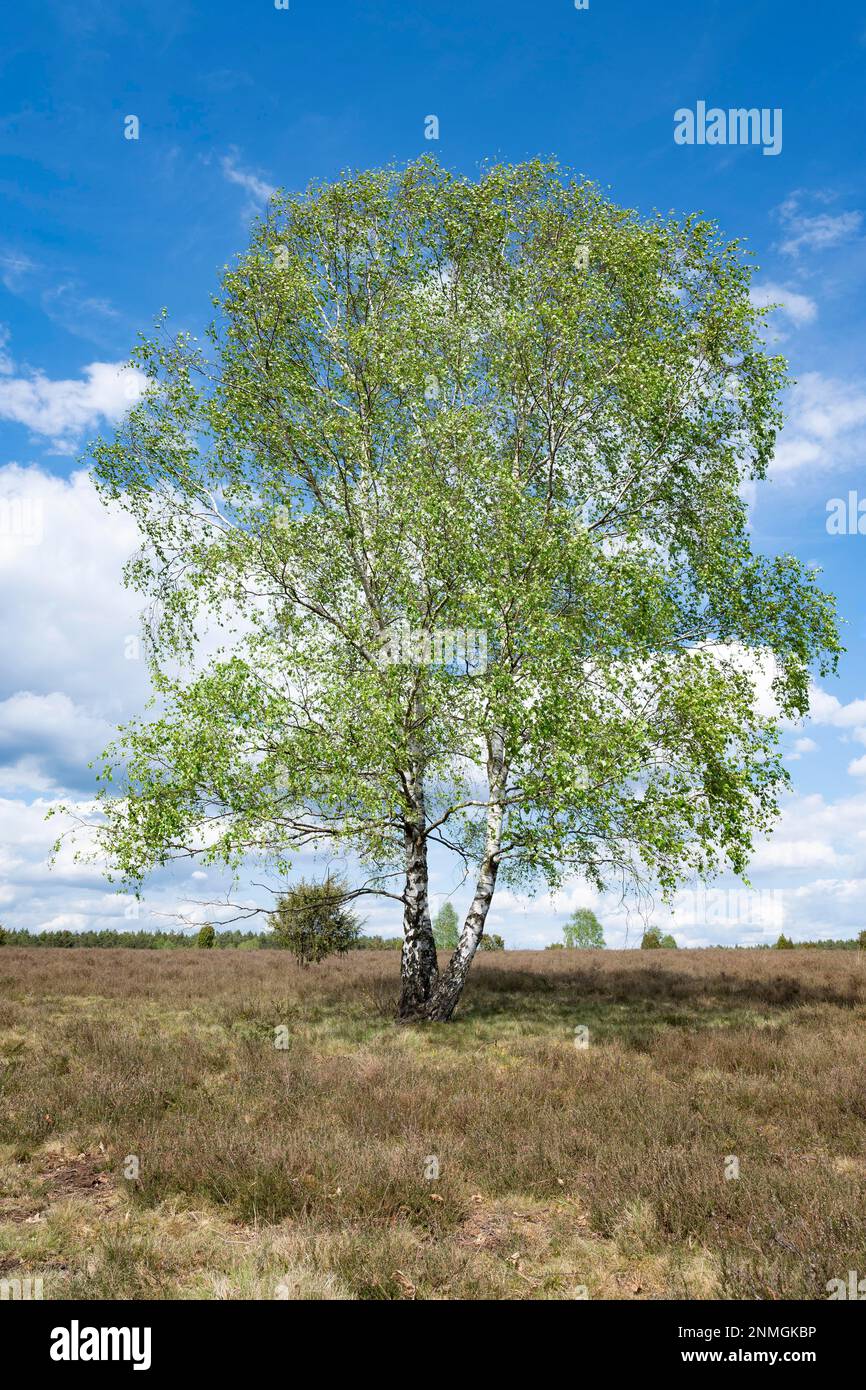 Birch (Betula) in spring, heath landscape, blue sky and white clouds ...