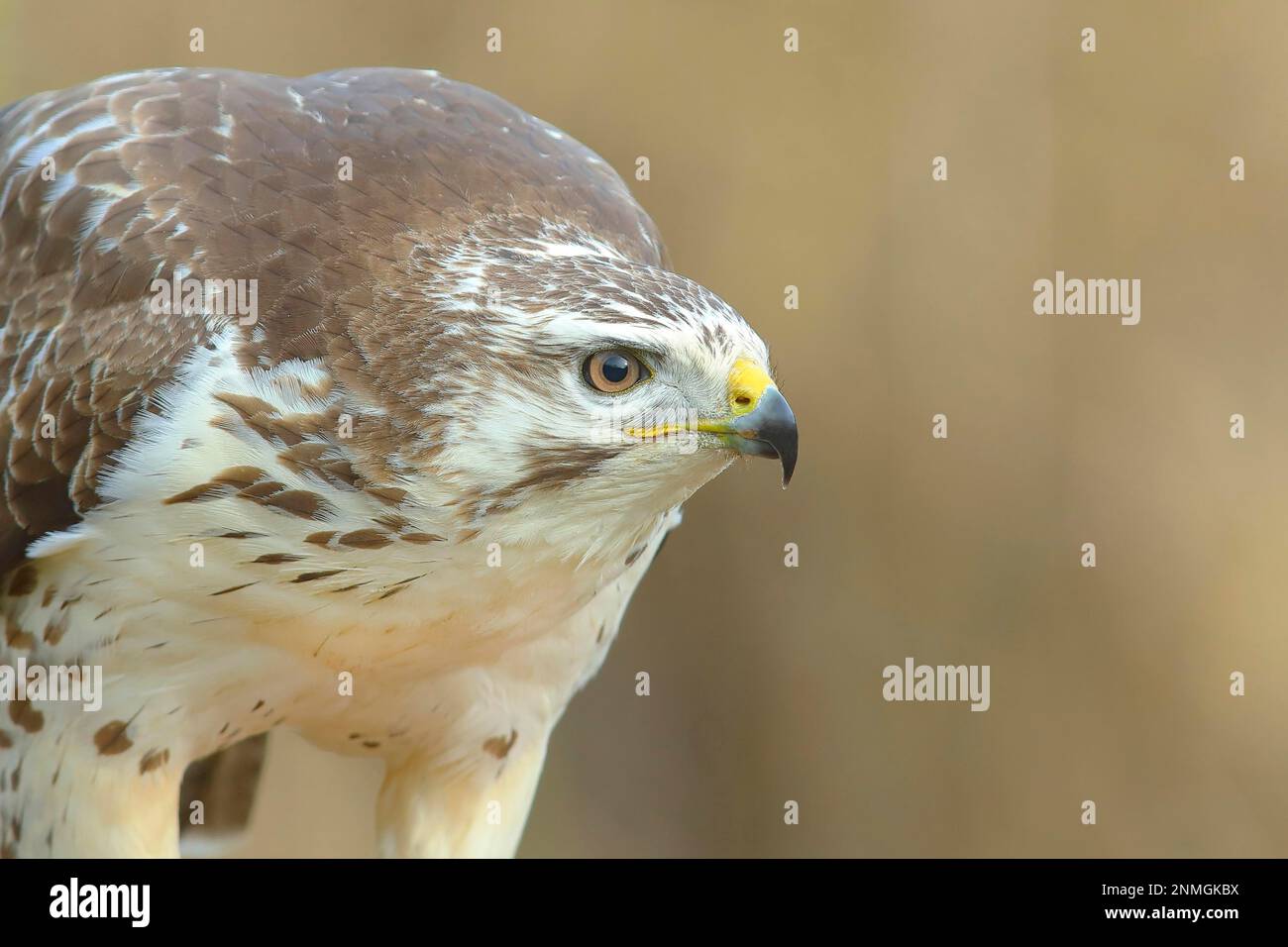 Common steppe buzzard (Buteo buteo) light variant, light morph, animal portrait, Siegerland ...