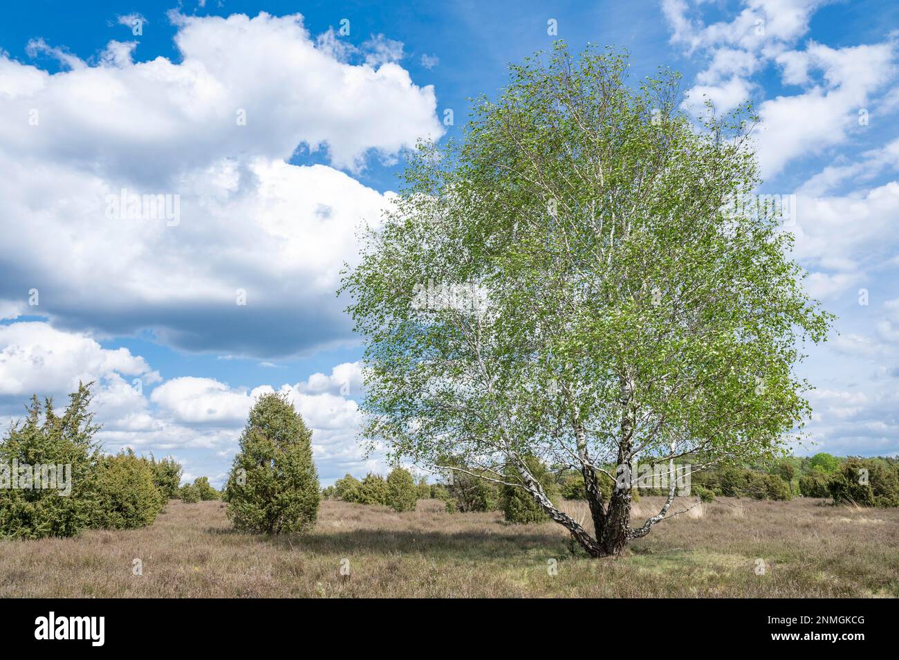 Birch (Betula) in spring, heath landscape, blue sky and white clouds ...