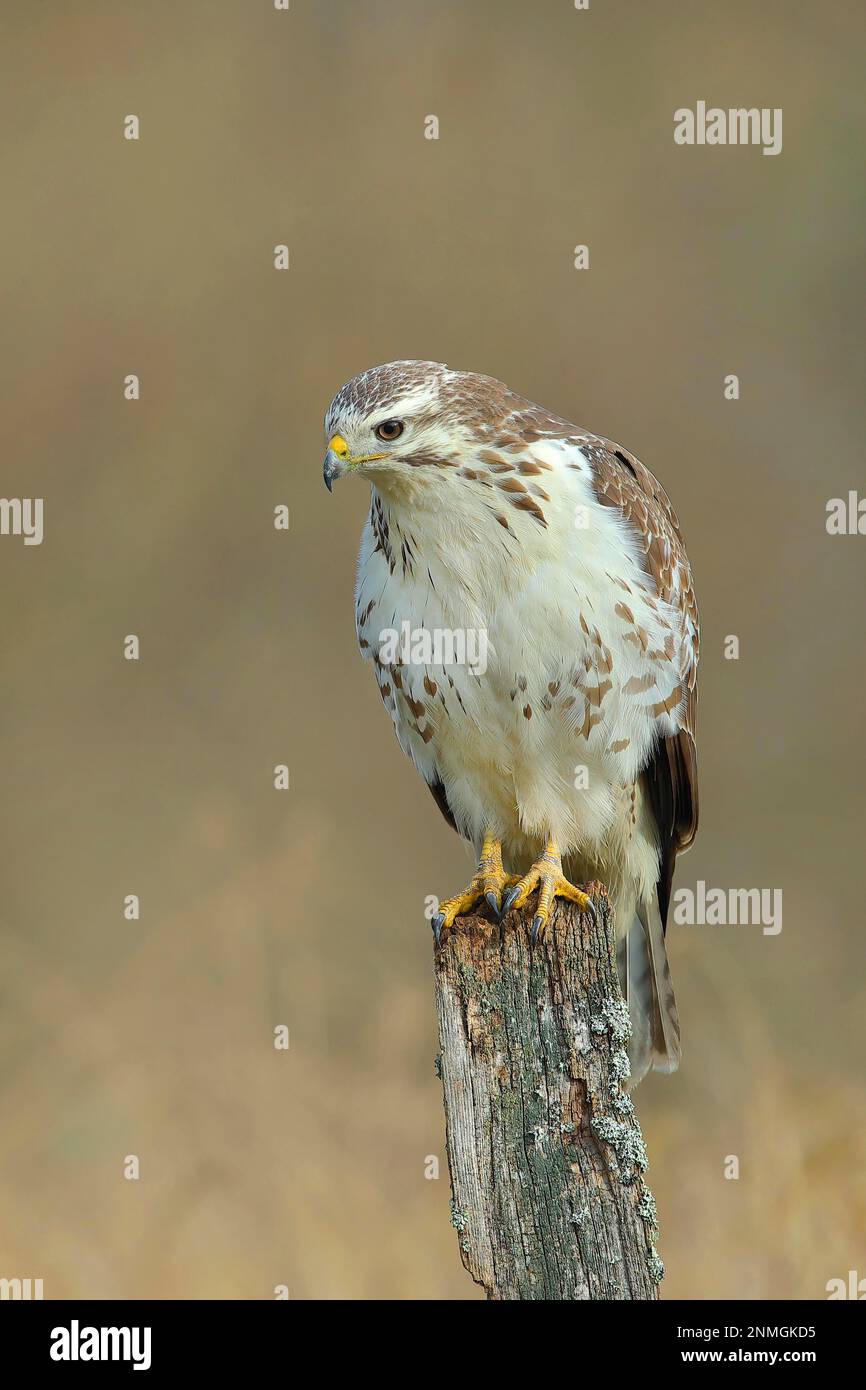 Common steppe buzzard (Buteo buteo) light variant, light morph, on the ...