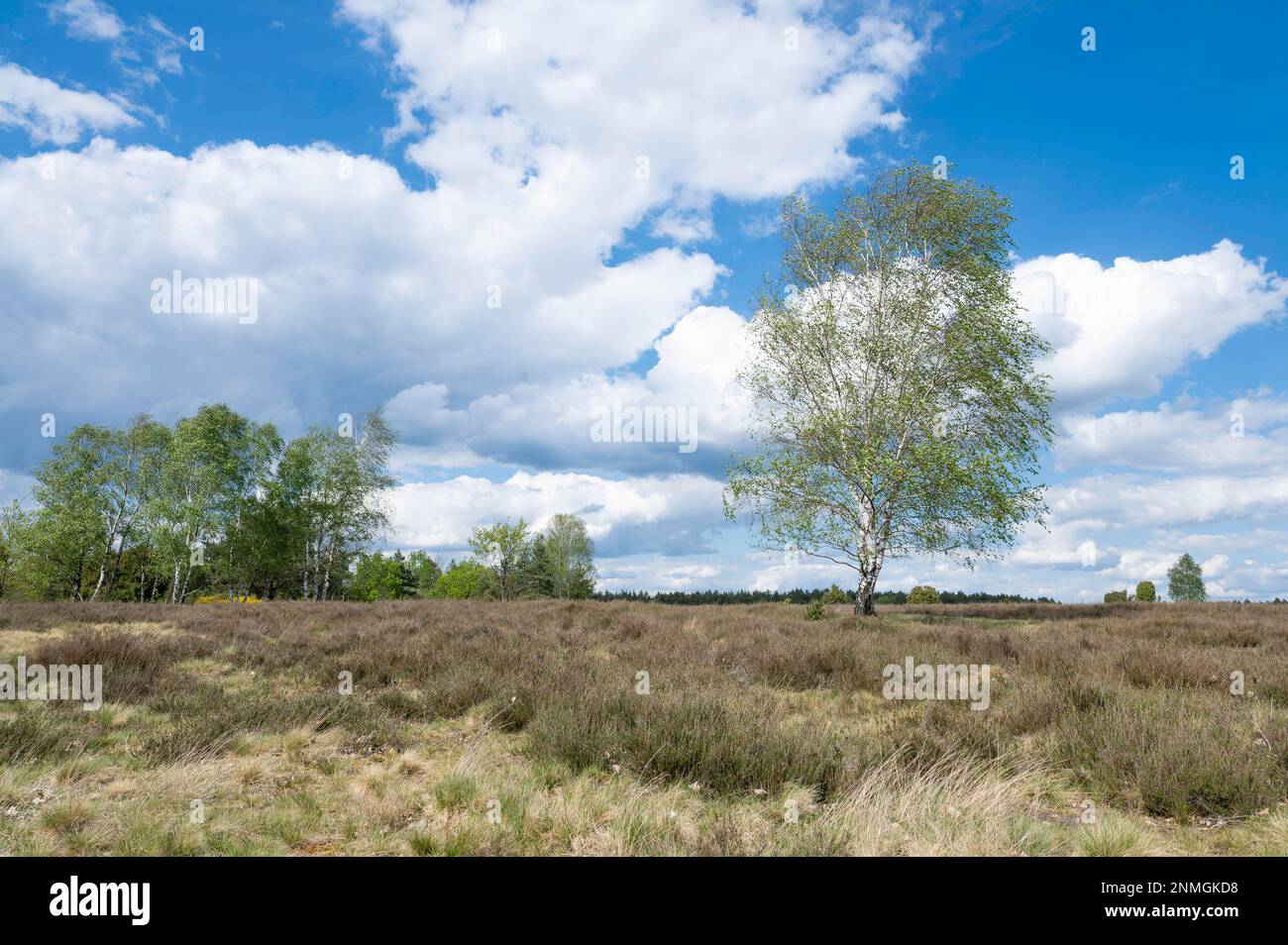 Birch (Betula) in spring, heath landscape, blue sky and white clouds ...