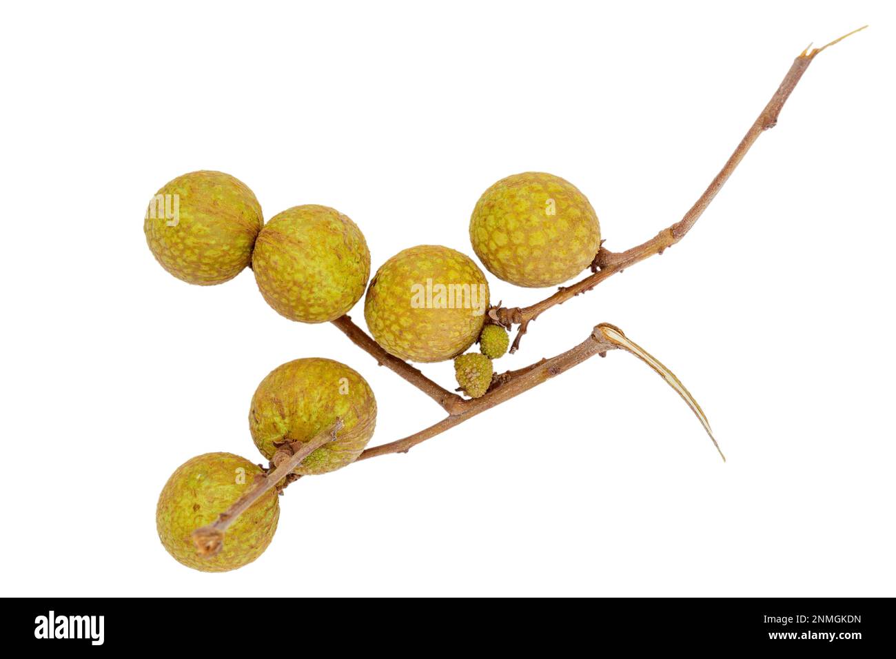 Longan (Dimocarpus longan) is a small, round, sweet, and watery fruit ...