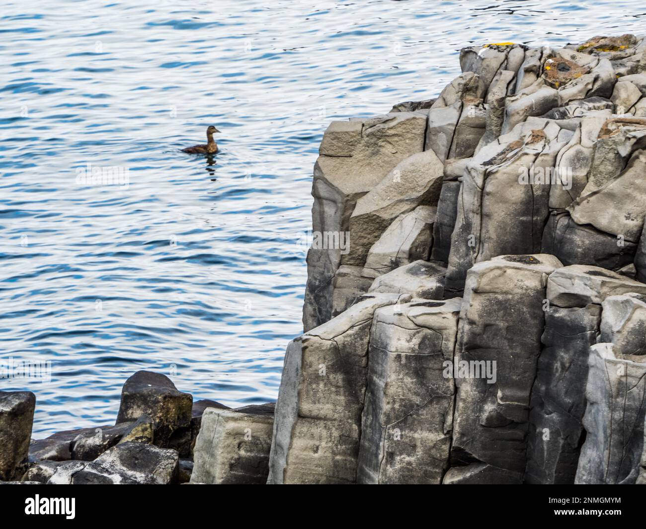 Basalt columns, Staoarbjargavik Bay, Hofsos, Northern Iceland, Iceland ...