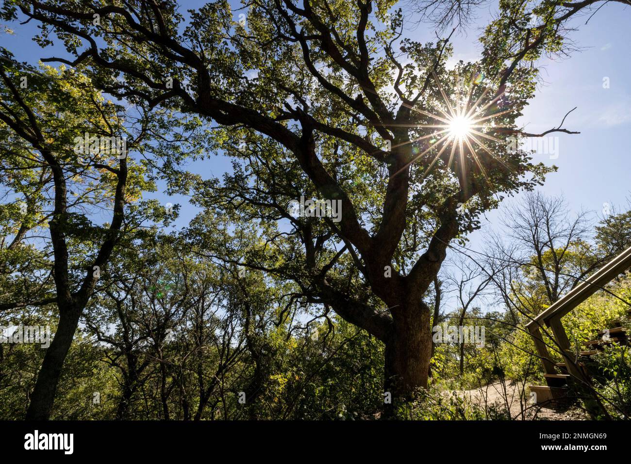 This Sept. 23, 2021 photo shows an old oak tree that is estimated to be ...