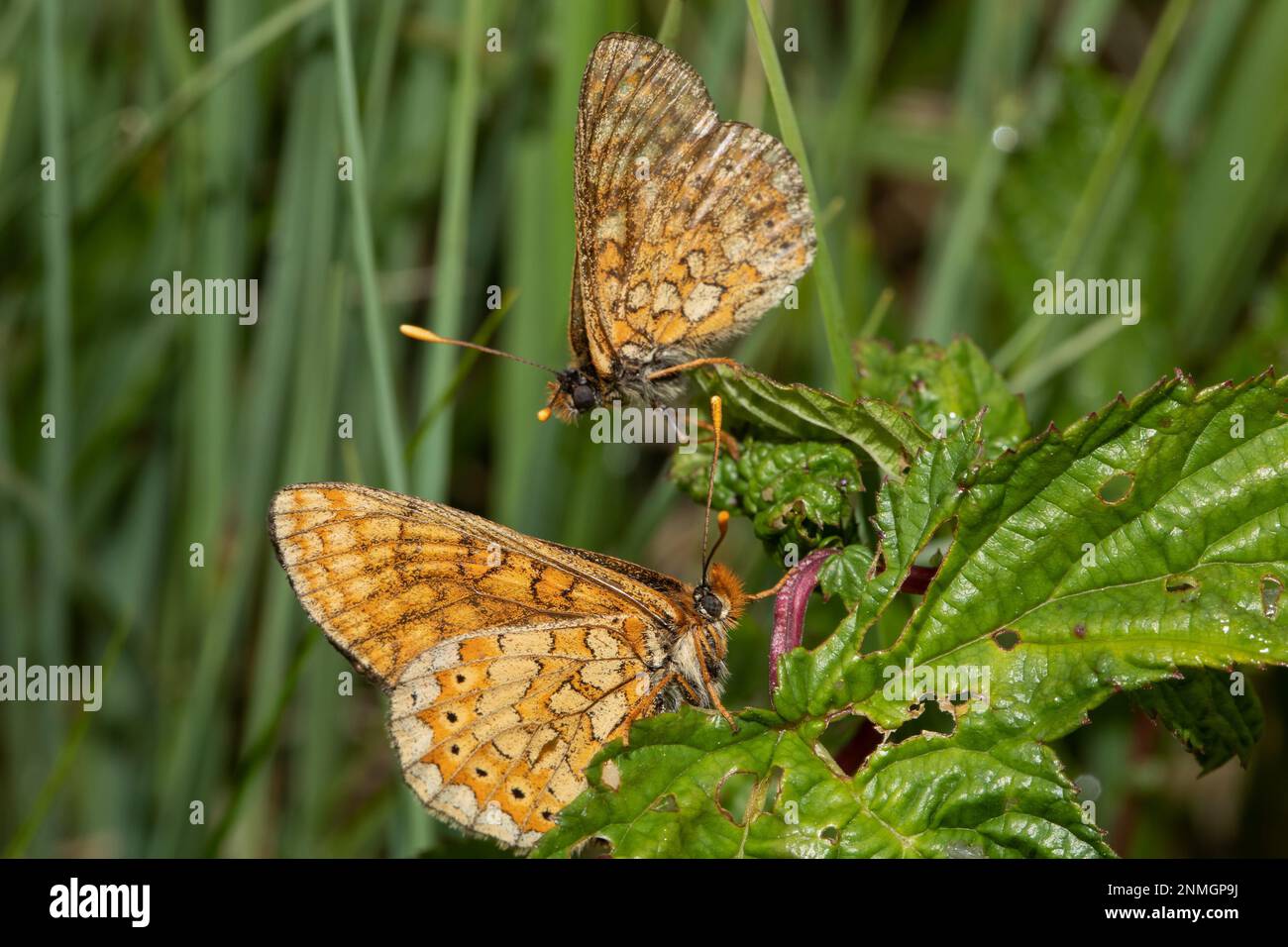Golden Fritillary (Scabiosa) Fritillary two moths with closed wings ...