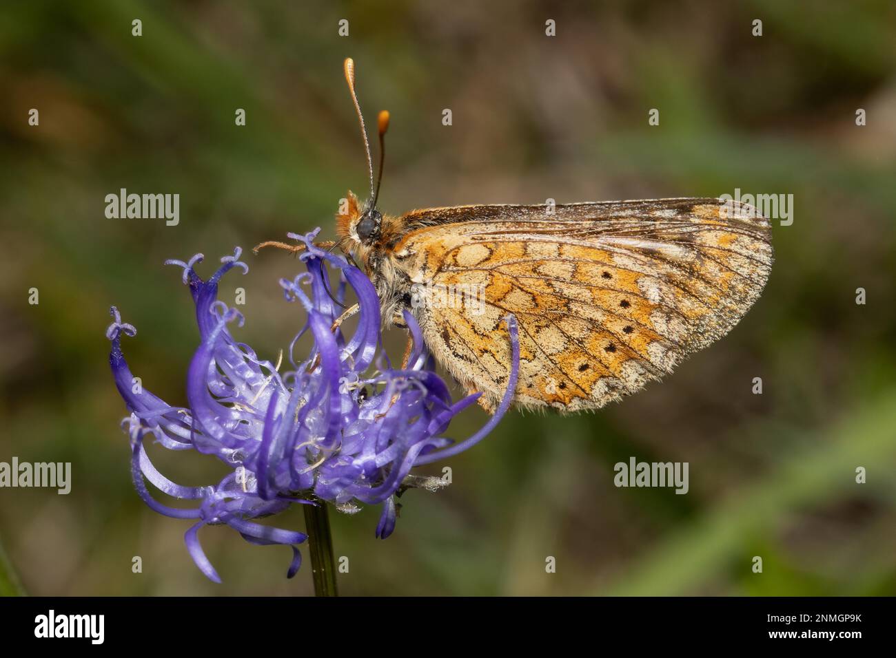 Golden Fritillary, Scabious Fritillary Fritillary Fritillary with ...