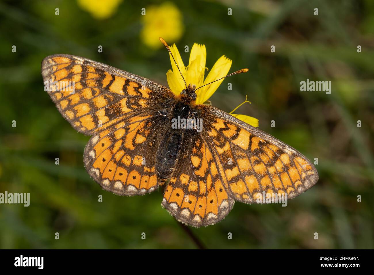 Golden Fritillary (Scabiosa) Fritillary Butterfly with open wings ...