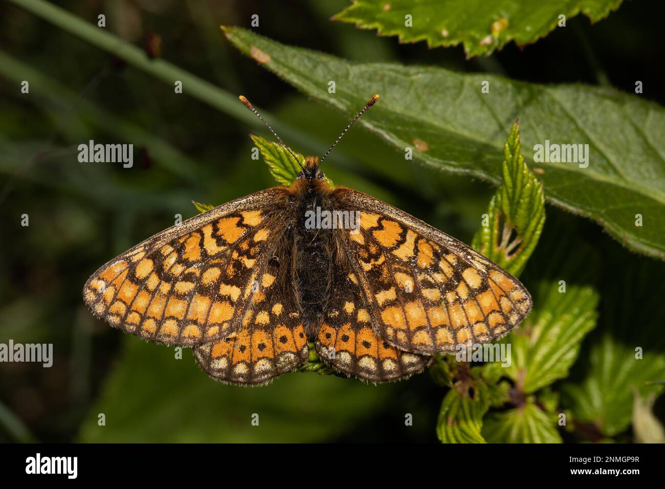 Golden Fritillary (Scabiosa) Fritillary Butterfly with open wings ...
