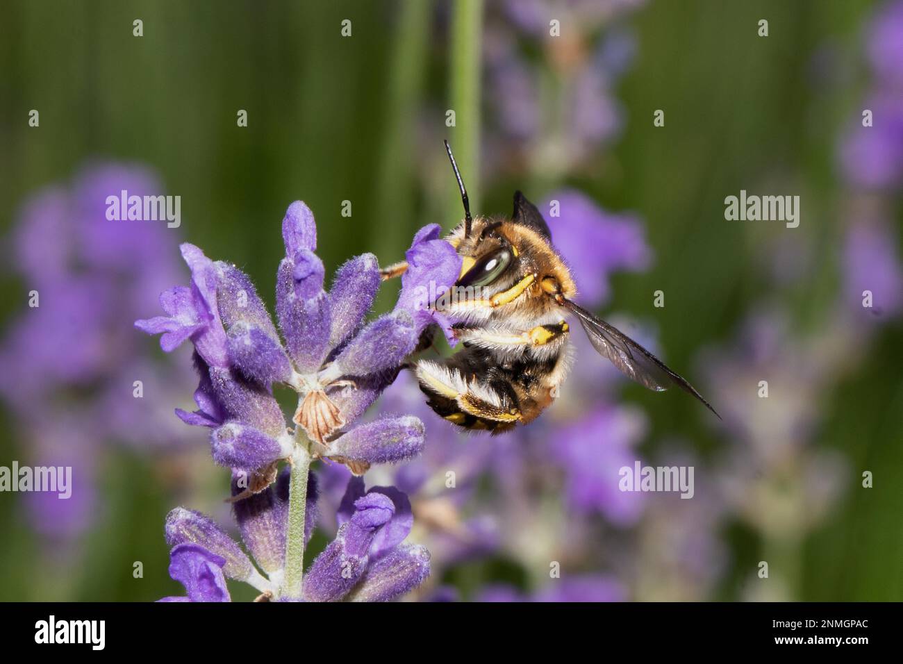 Garden Wooly Bee, Large Wooly Bee with open wings sitting on purple ...