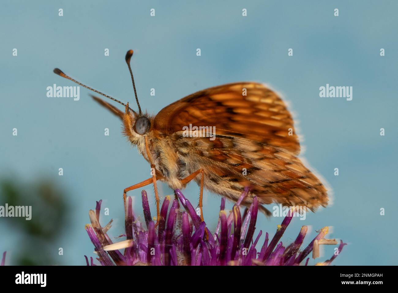 Fritillary fritillary butterfly butterfly with open wings sitting on ...