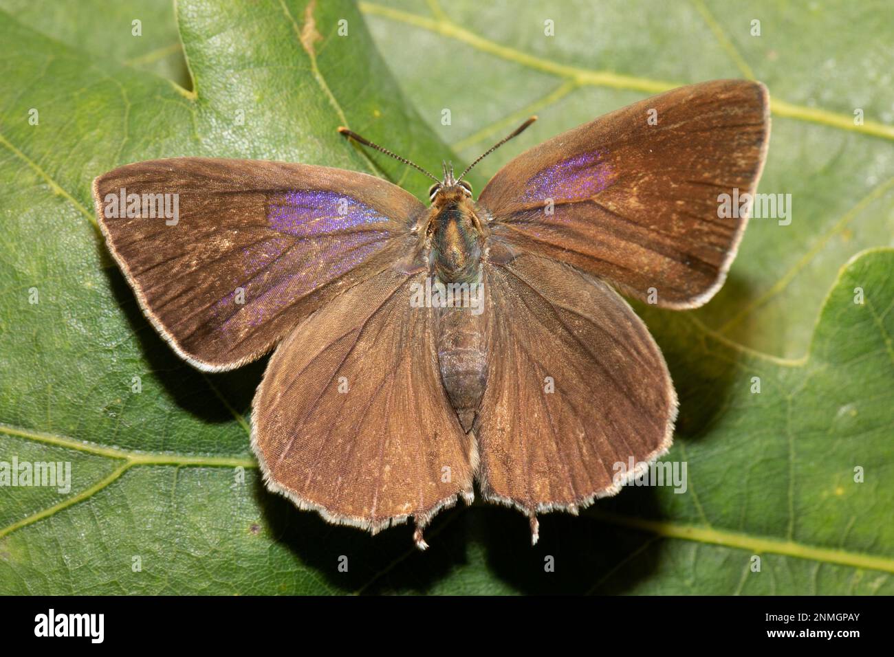 Blue oak butterfly female butterfly with open wings sitting on green ...