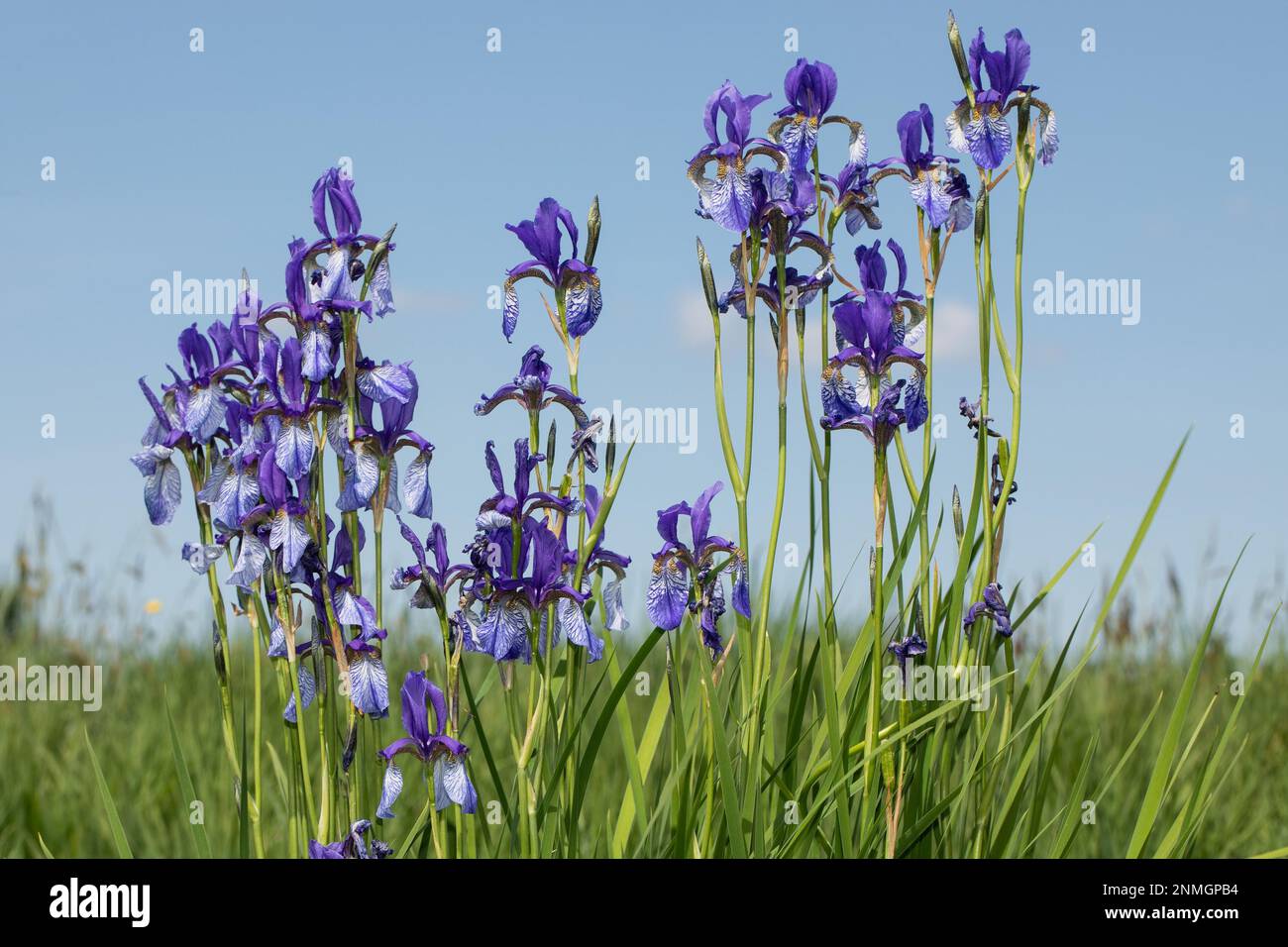 Siberian iris several inflorescences with open blue flowers next to ...