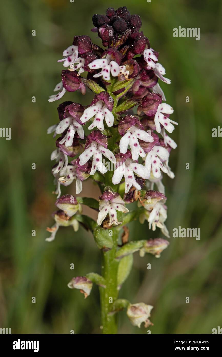 Fire orchid hi-res stock photography and images - Alamy