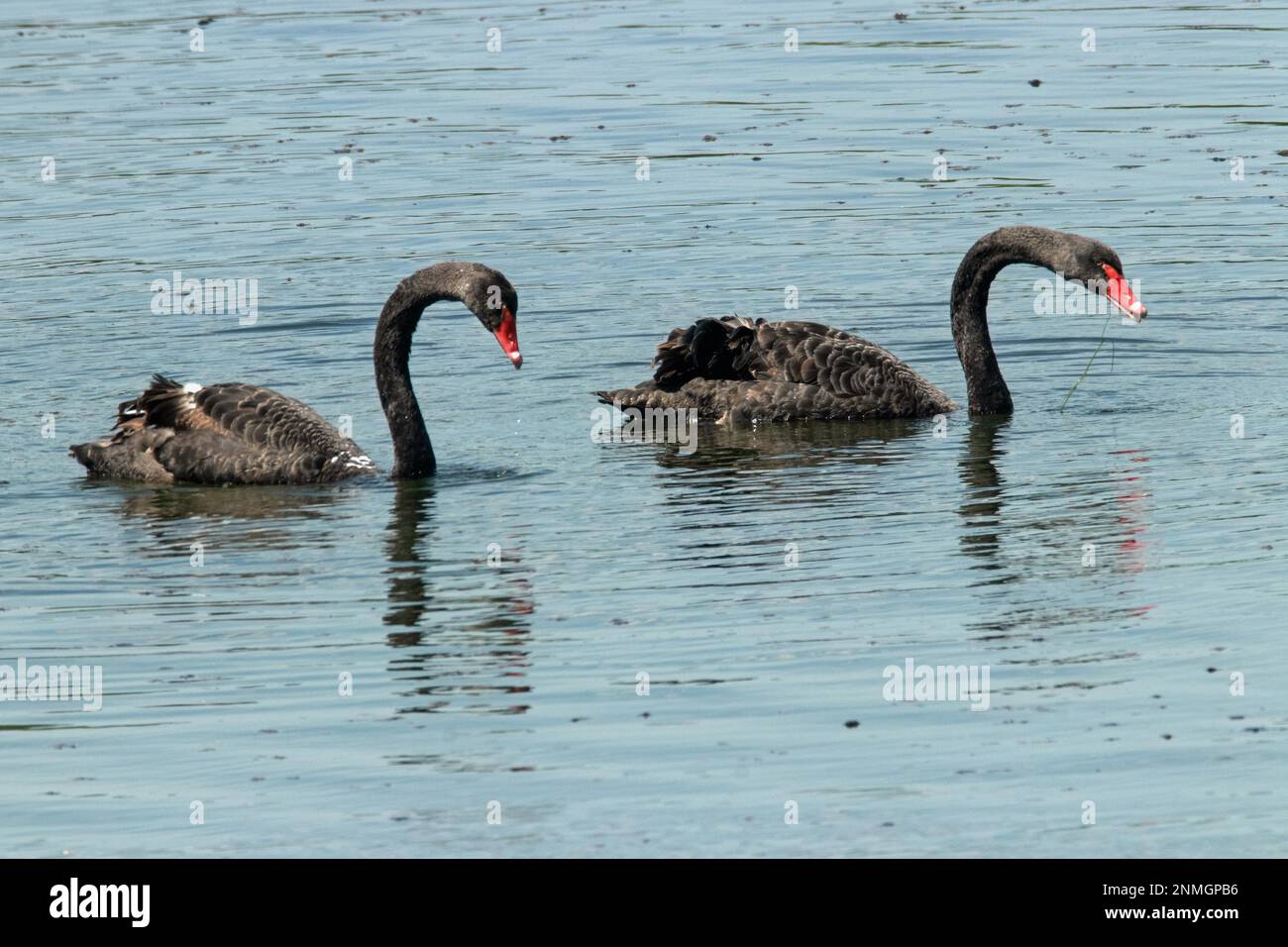 Mourning Swan, Black Swan two birds swimming in water side by side ...