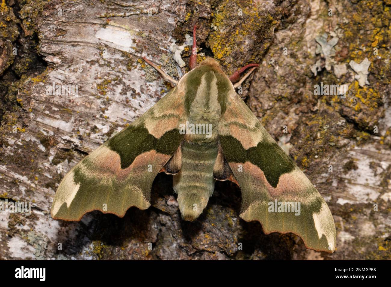 Linden hawk moth with open wings hanging on tree trunk from behind ...