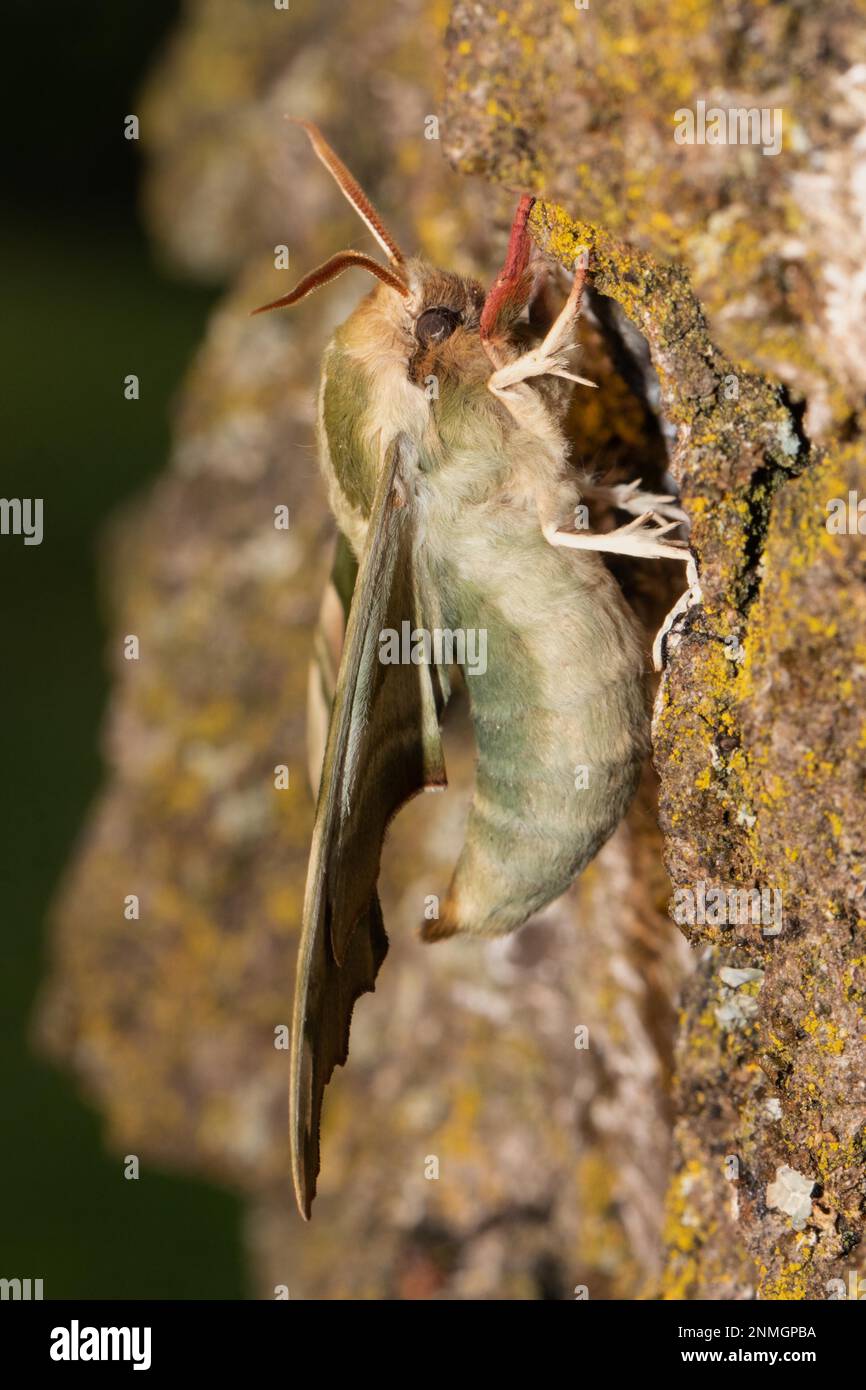 Lime hawk moth moth hanging on tree trunk sideways looking up Stock ...