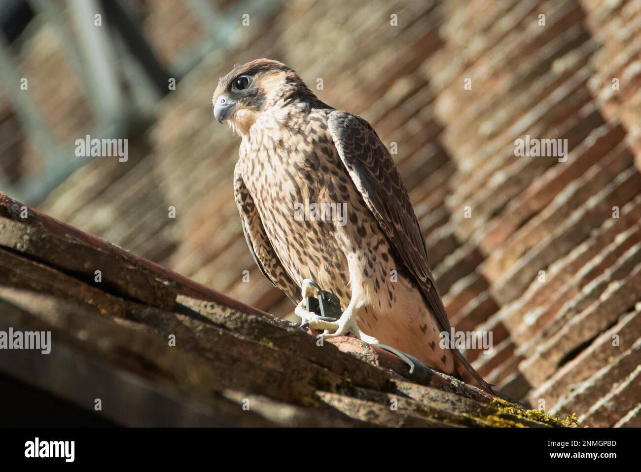 Peregrine Falcon young bird sitting on house roof looking left Stock ...