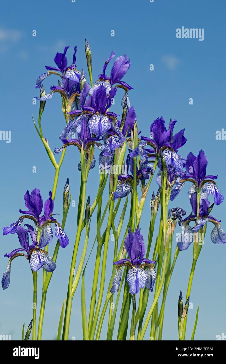 Siberian iris a few inflorescences with open blue flowers next to each ...