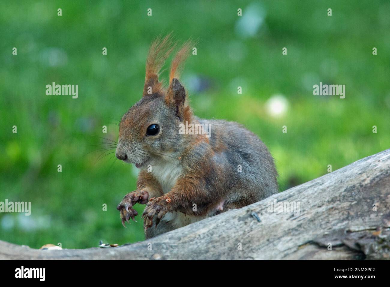 Squirrel sitting behind tree trunk looking left Stock Photo - Alamy