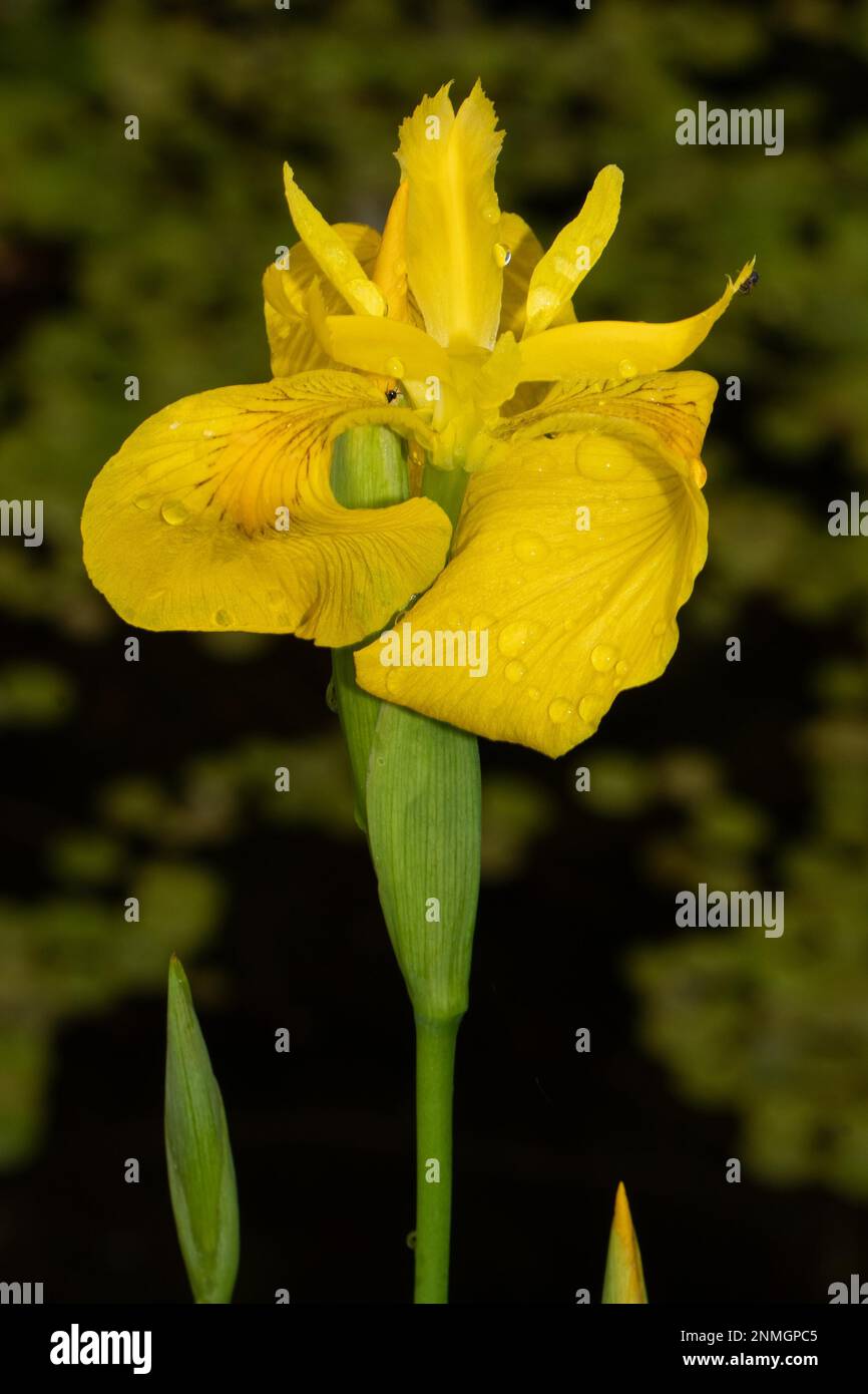 Iris open hi-res stock photography and images - Alamy
