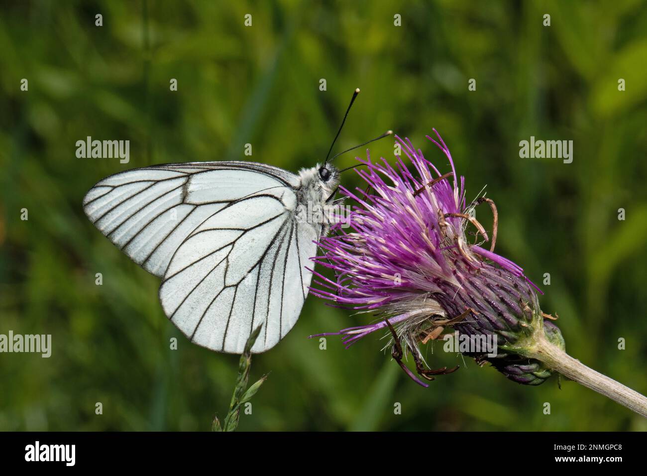Tree Weissling Butterfly with closed wings sitting on purple flower ...