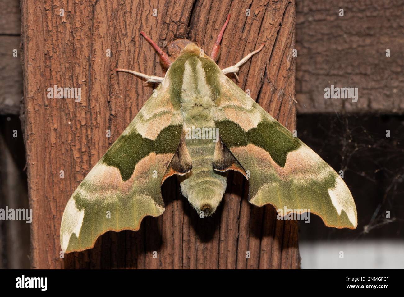 Linden hawk moth with open wings hanging on wood from behind Stock ...