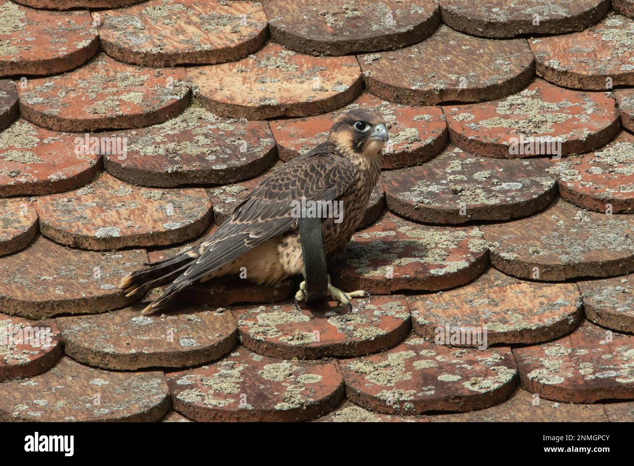 Peregrine Falcon Young bird sitting on house roof seen right Stock ...