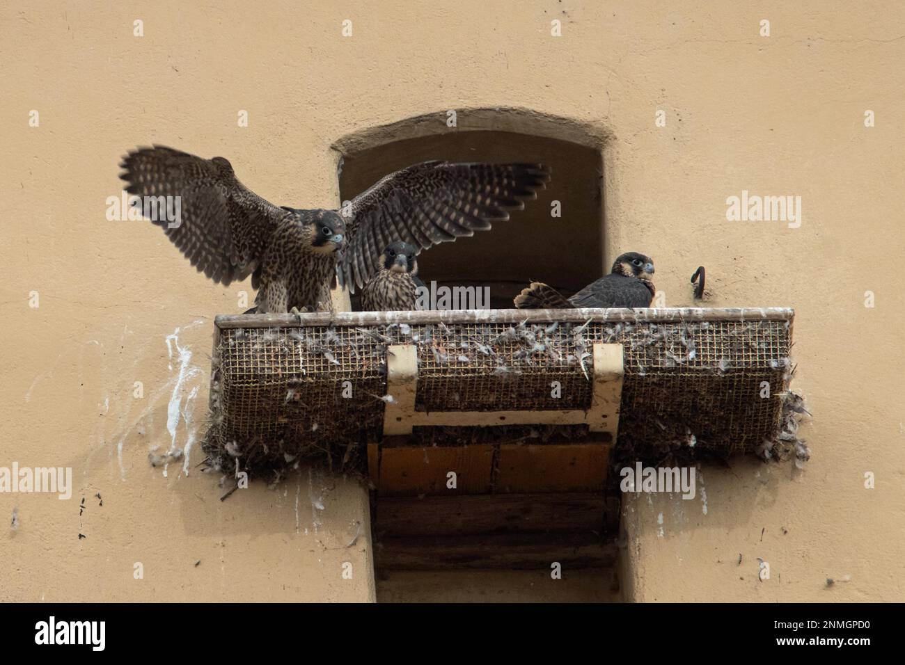 Peregrine falcon three fledglings with open wings sitting on balcony at ...