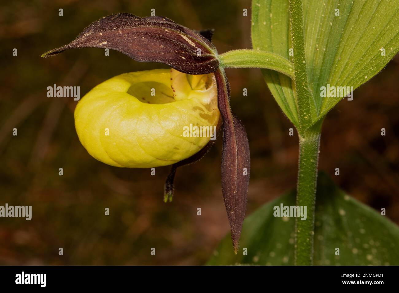 Slipper plants hi-res stock photography and images - Alamy