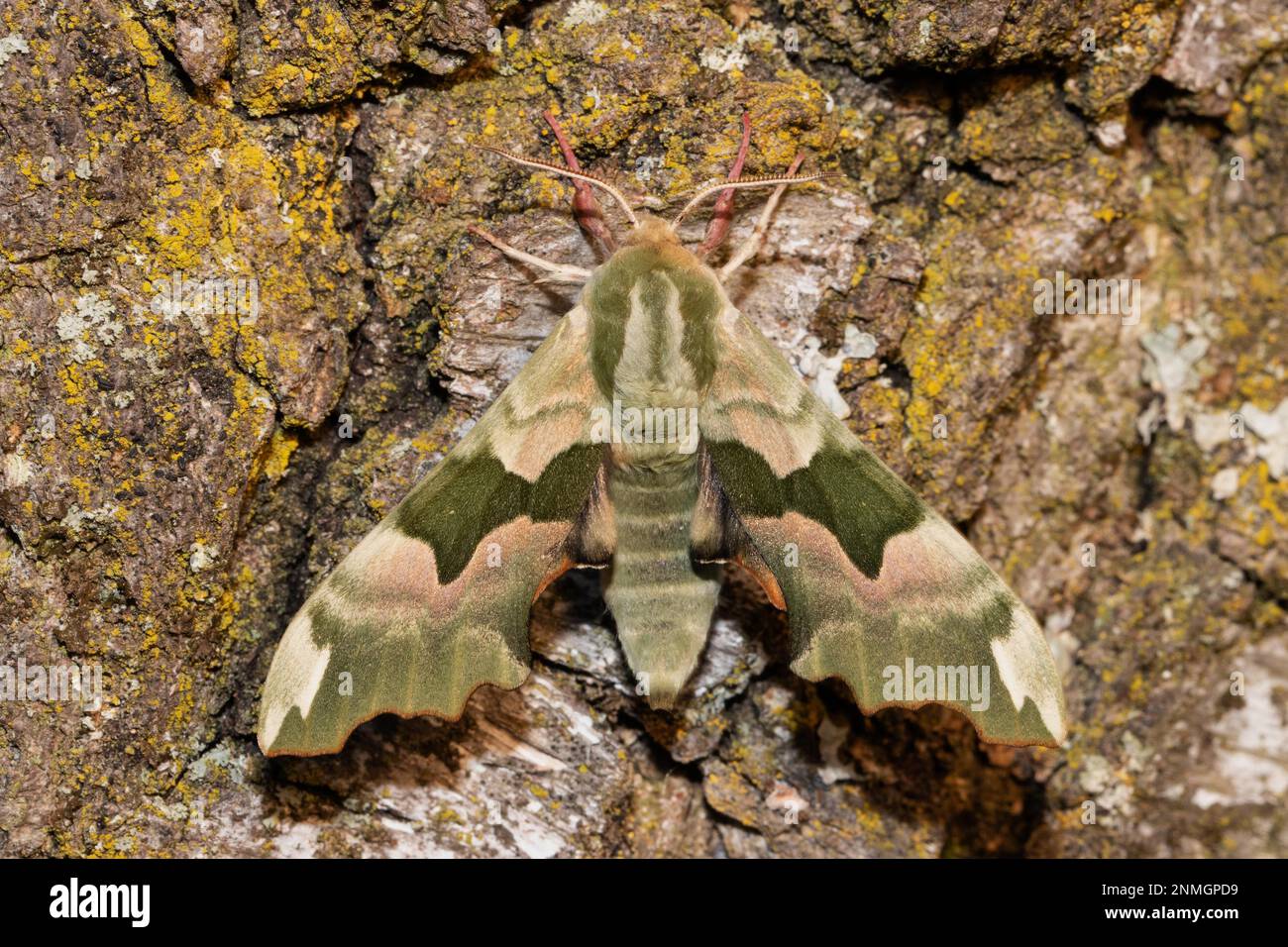 Linden hawk moth with open wings hanging on tree trunk from behind ...