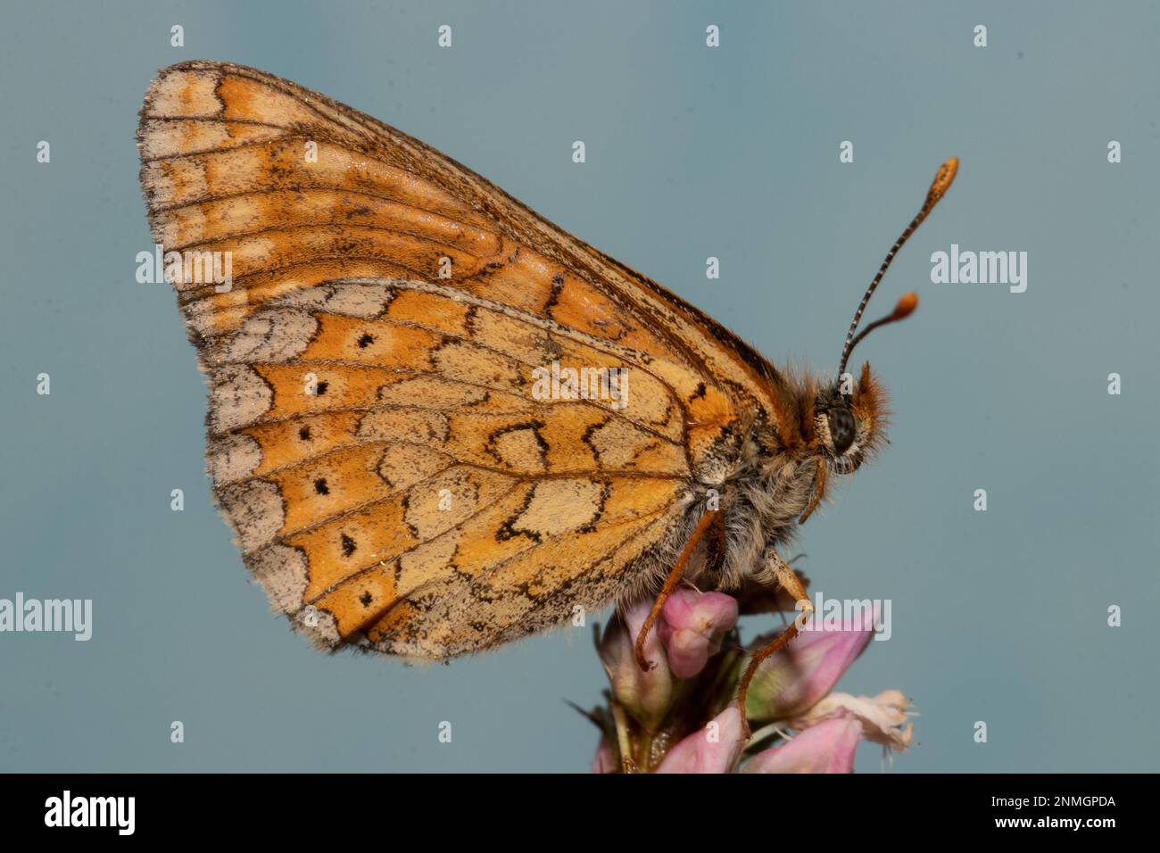 Golden Fritillary, Scabiosa Fritillary Butterfly with closed wings ...