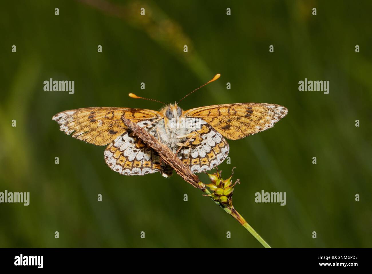 Golden Fritillary, Scabious Fritillary Fritillary Fritillary with open ...