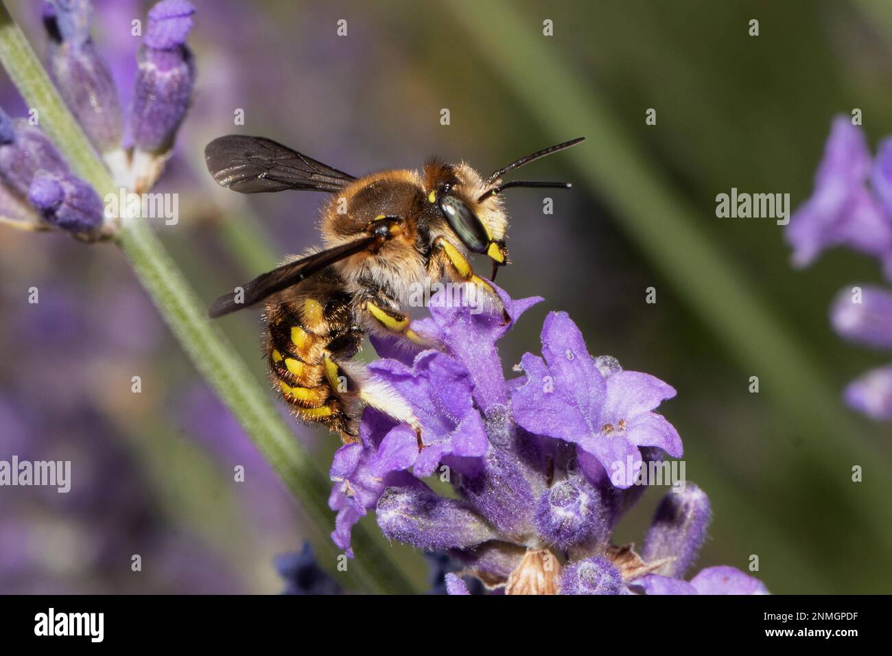 Garden Wooly Bee, Large Wooly Bee with open wings sitting on purple ...